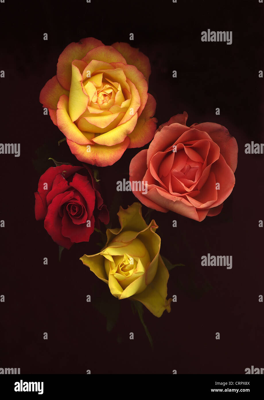 Quatre roses Banque de photographies et d’images à haute résolution - Alamy