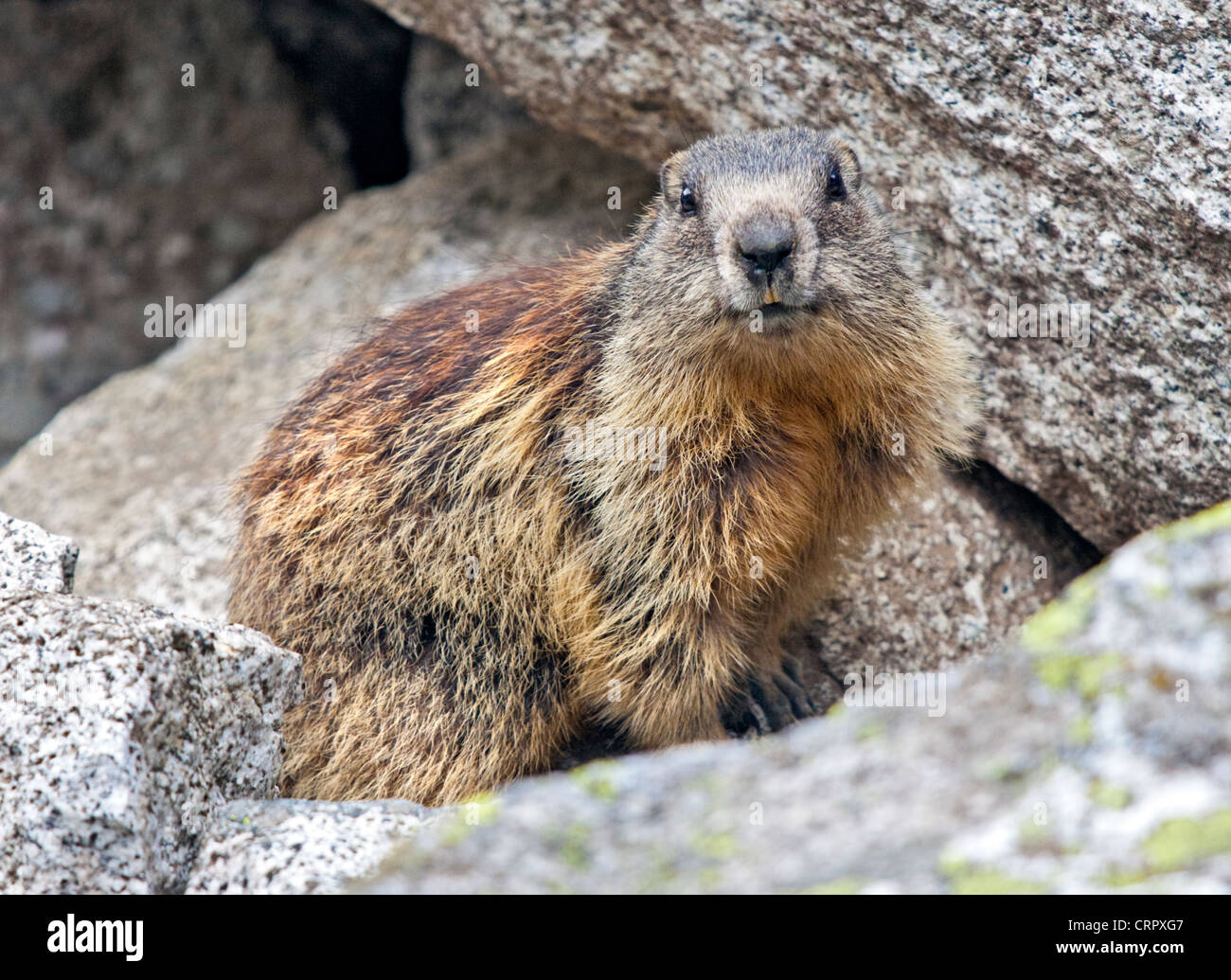 Marmotte des alpes Banque de photographies et d’images à haute ...