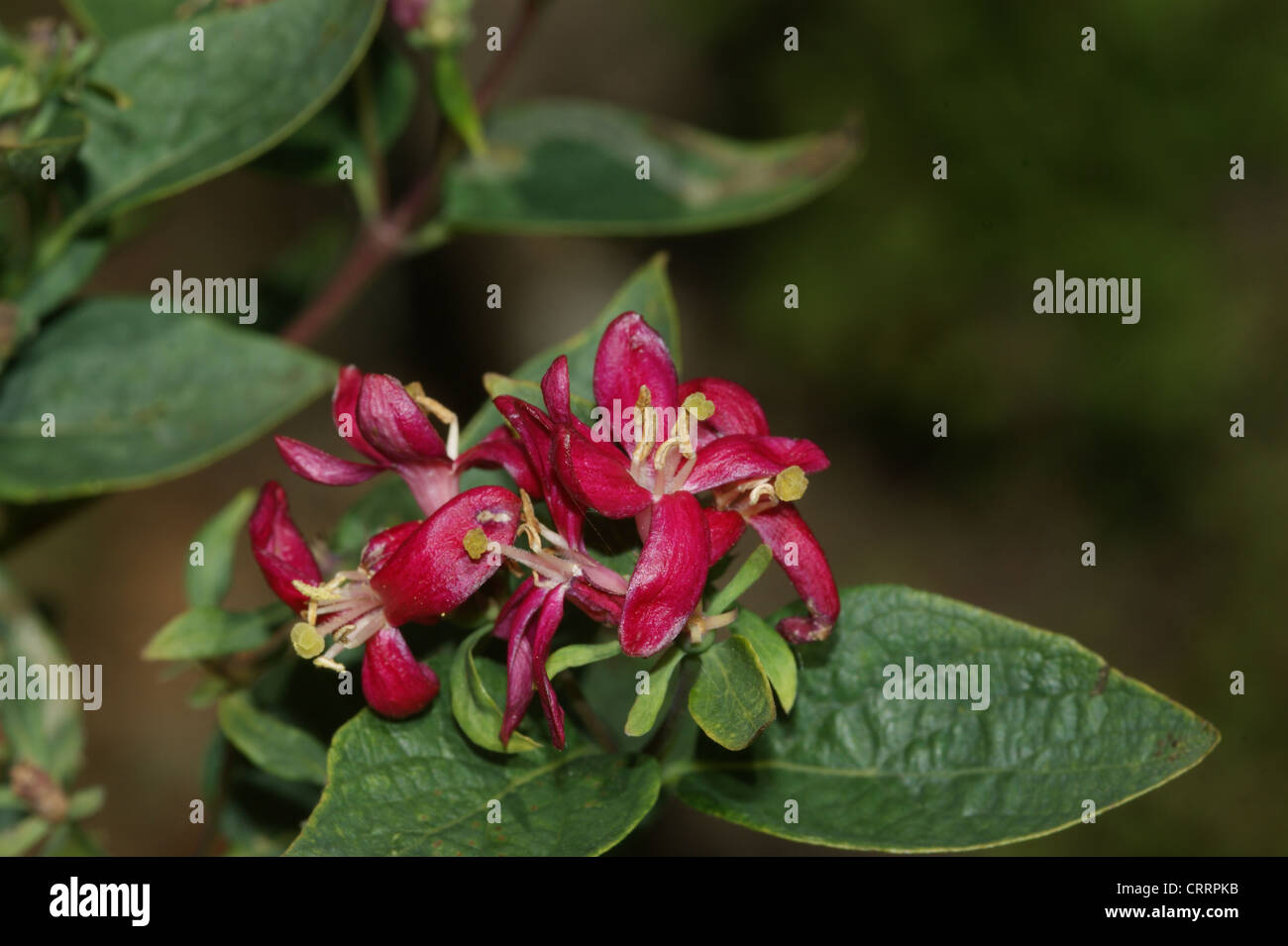 Lonicera Tatarica Hacks Red Banque d'image et photos - Alamy