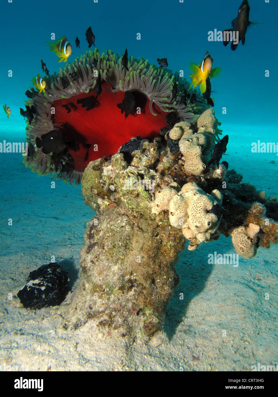 Poisson clown de mer rouge amphiprion bicinctus Banque de photographies ...