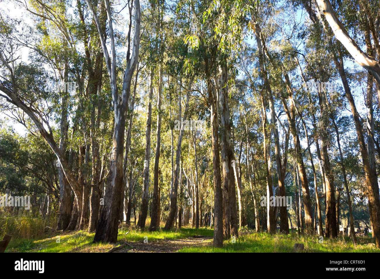 Eucalyptus forest australia Banque de photographies et d’images à haute ...