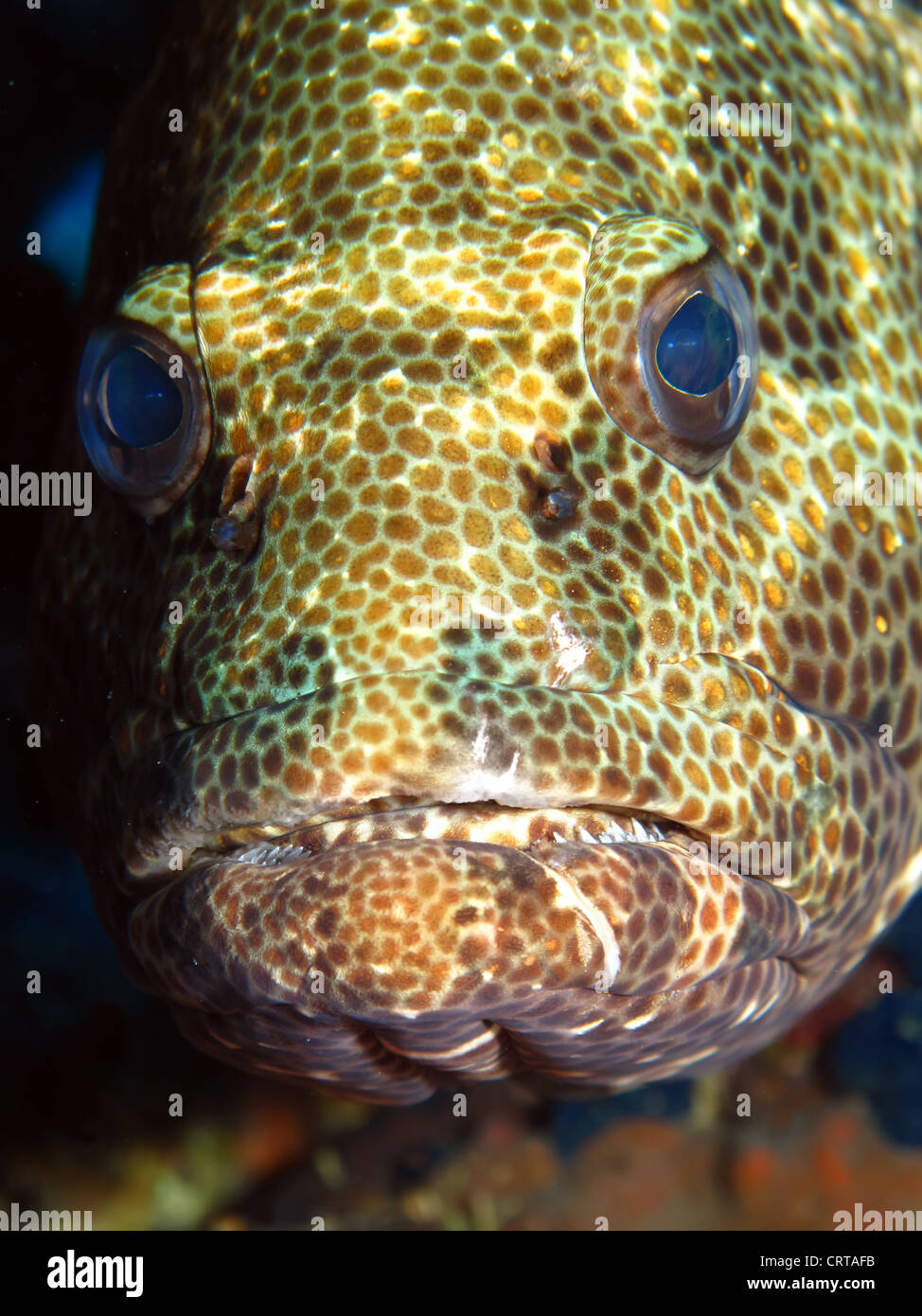 Poisson en marbre Banque de photographies et d’images à haute ...
