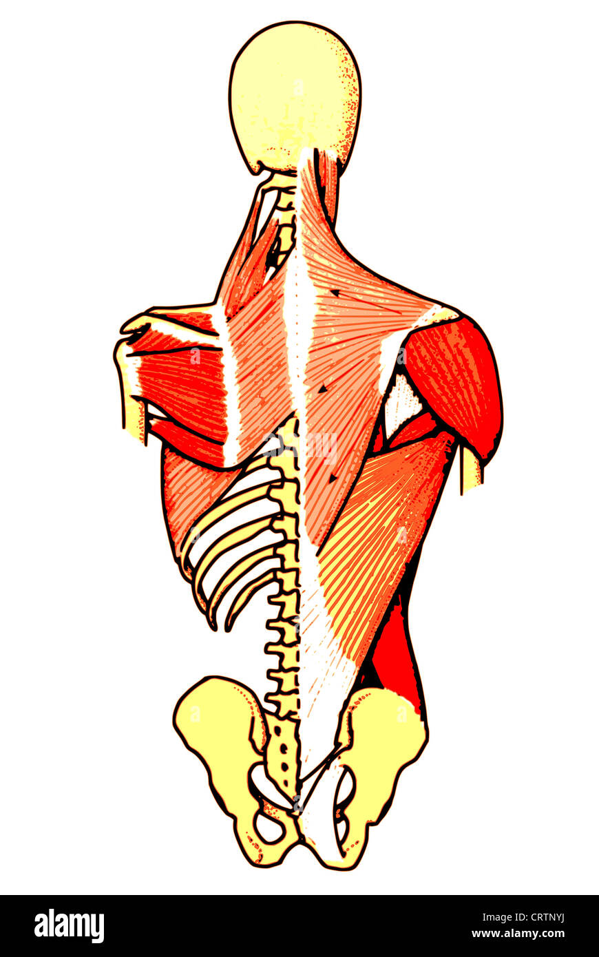 Muscles Du Dos Banque d'image et photos - Alamy