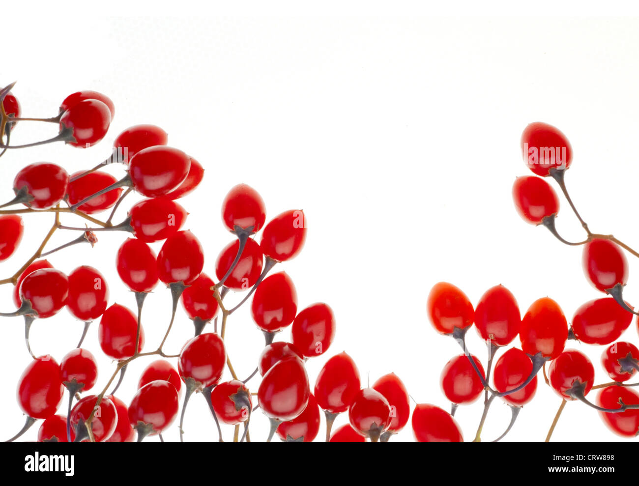 Baies toxiques Banque de photographies et d’images à haute résolution ...