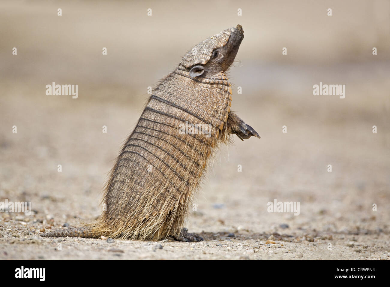 Le tatou Banque de photographies et d’images à haute résolution - Alamy