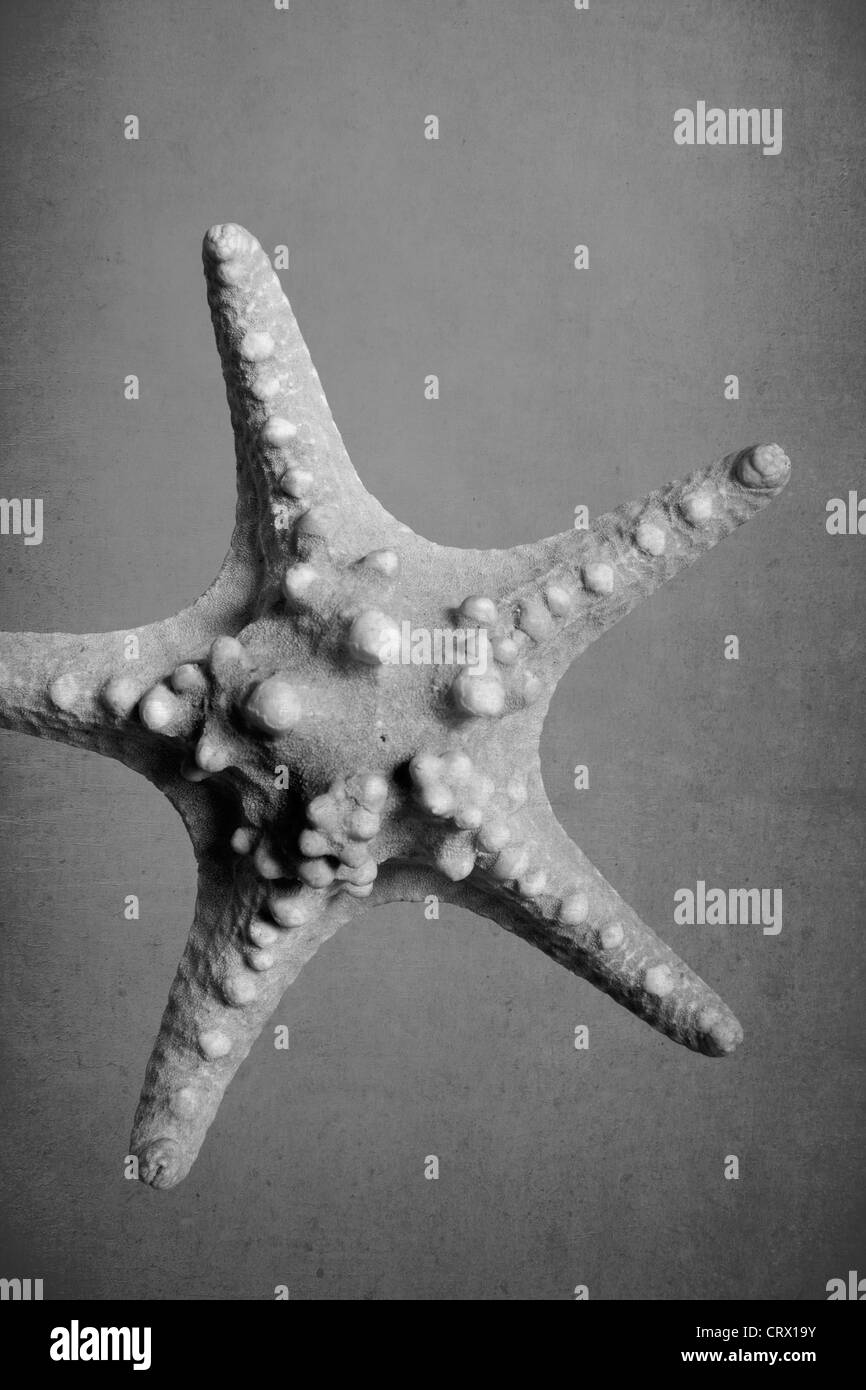 Coquillage moche Banque de photographies et d’images à haute résolution ...