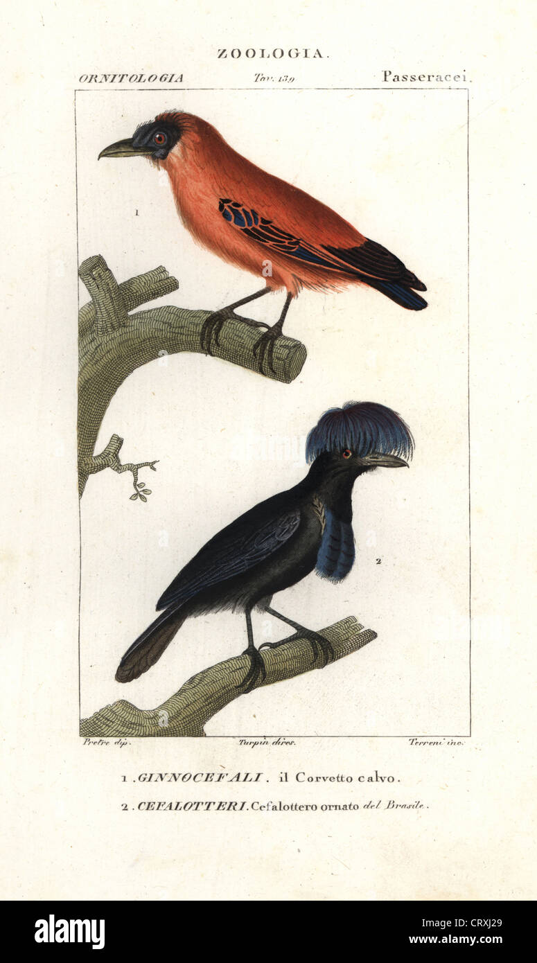 Ou Calfbird Perissocephalus Capuchinbird, tricolore, et amazoniennes ...