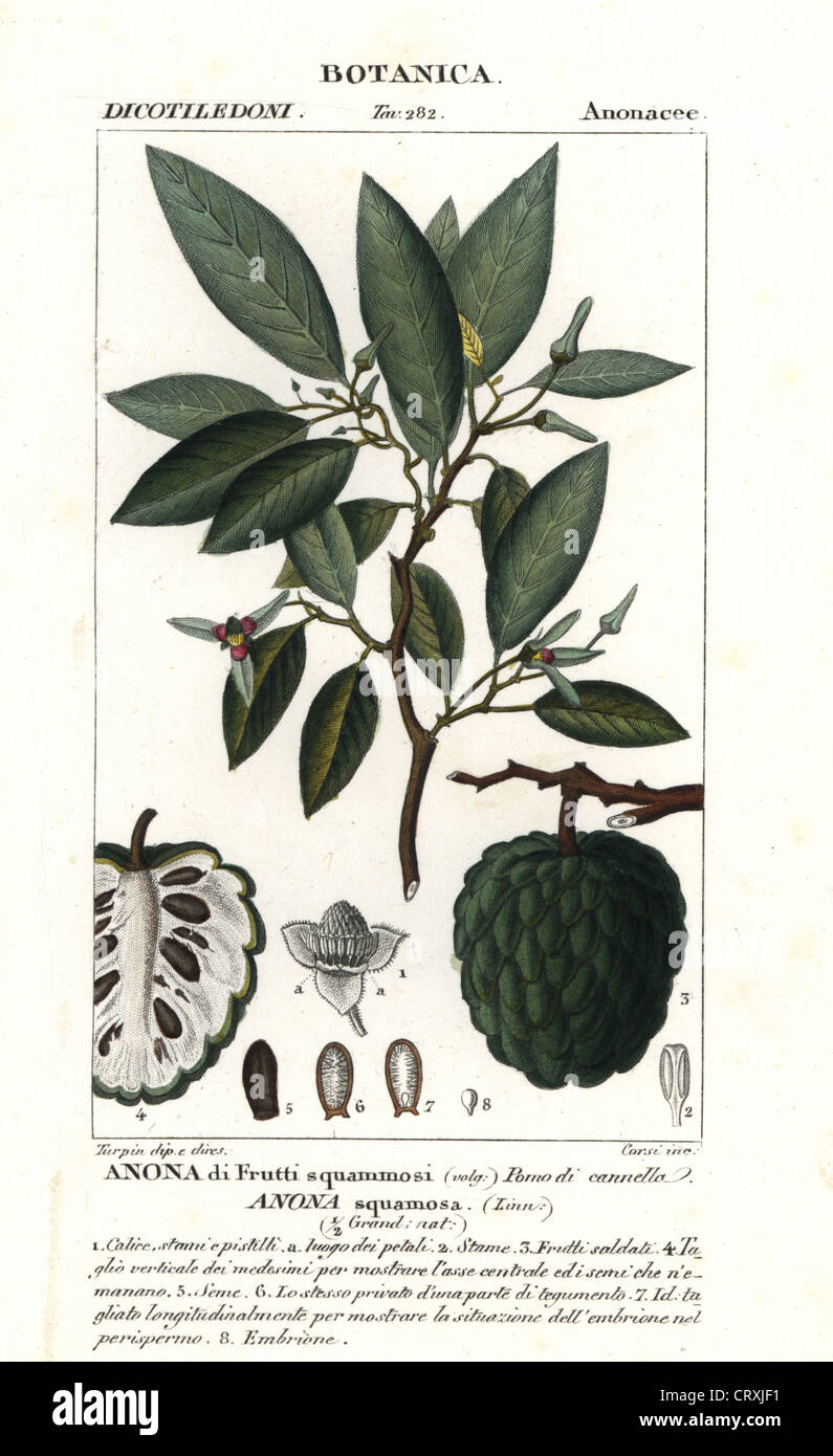 Plant de pomme de sucre Banque de photographies et d’images à haute ...