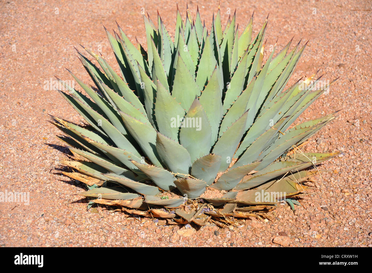 Agave mescal arizona Banque de photographies et d’images à haute ...