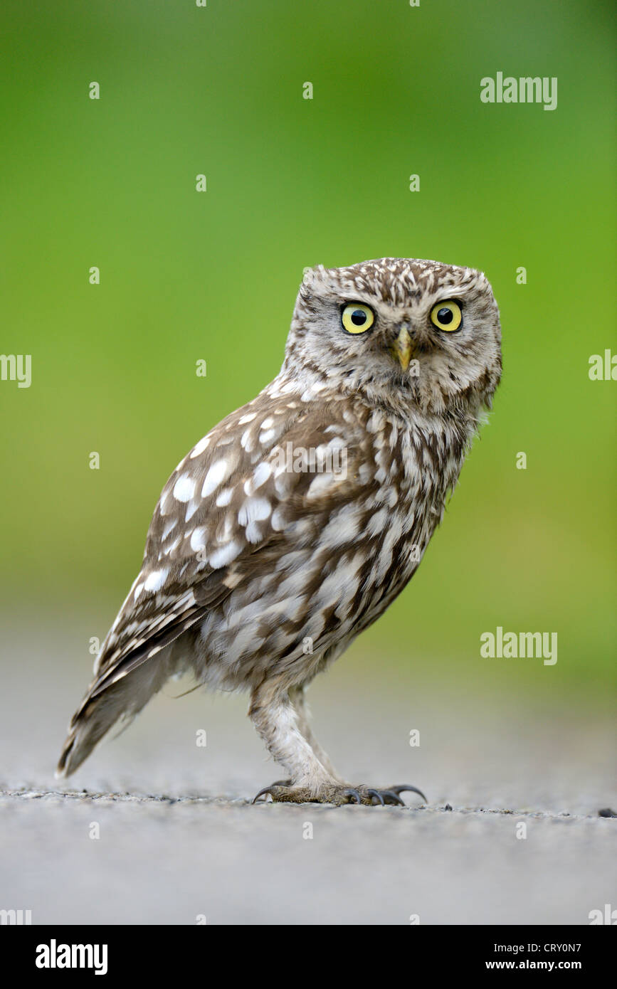 Le petit hibou Banque de photographies et d’images à haute résolution ...