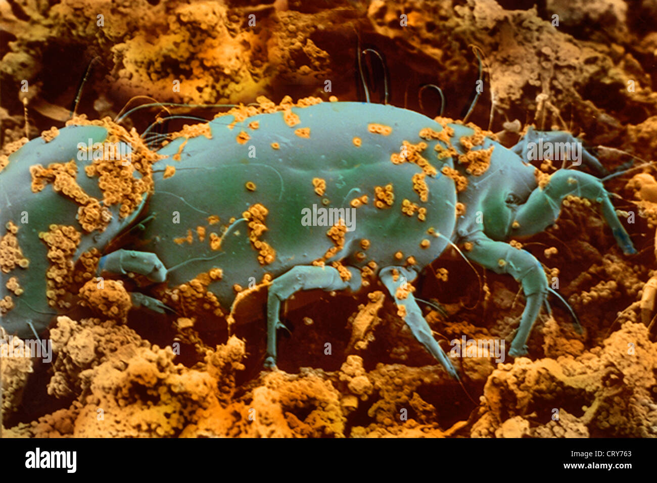 Acariens microscope Banque de photographies et d’images à haute ...