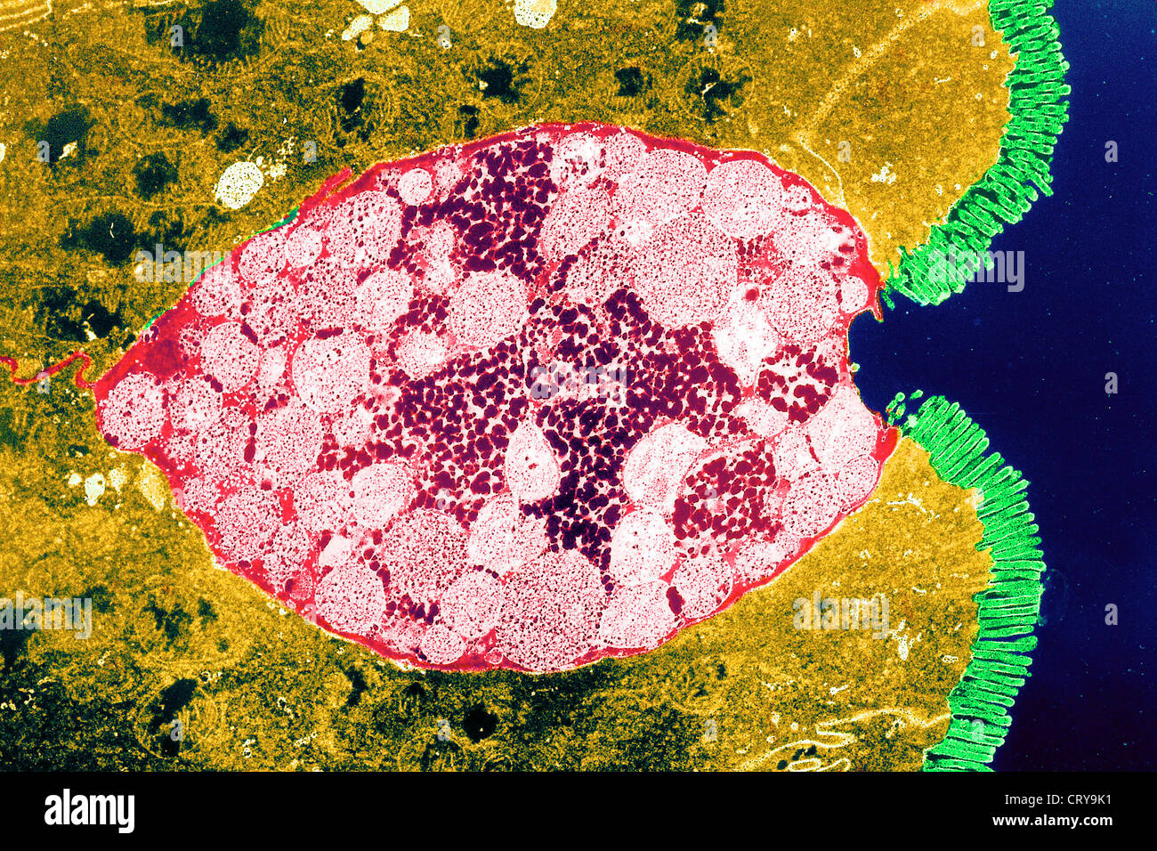 Goblet cell Banque de photographies et d’images à haute résolution - Alamy