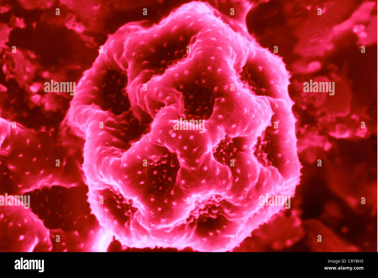 Electron microscope pollen rose Banque de photographies et d’images à ...