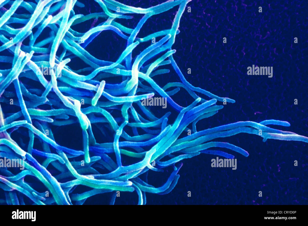 Bacteria nocardia Banque de photographies et d’images à haute ...