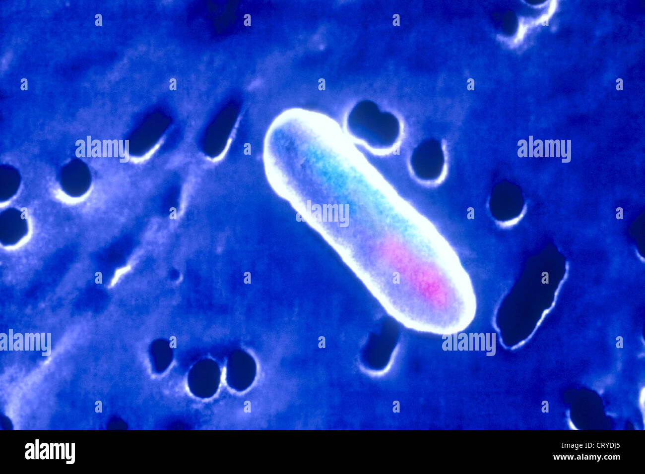 Yersinia enterocolitica bacteria Banque de photographies et d’images à ...