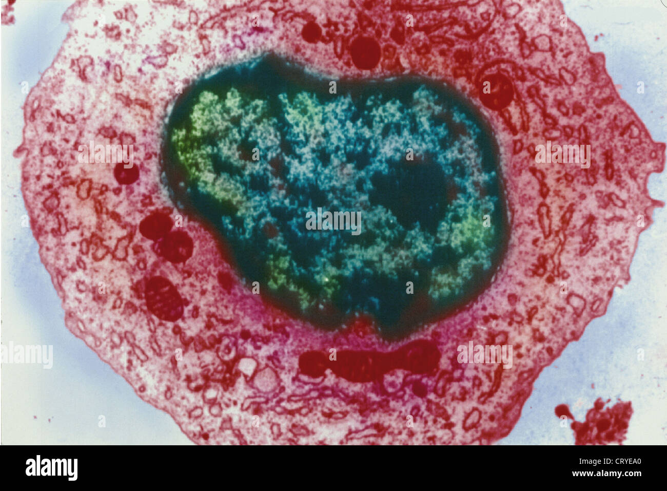 Lymphocyte b Banque de photographies et d’images à haute résolution - Alamy