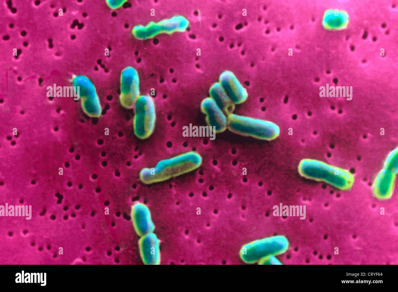 Shigella bacteria Banque de photographies et d’images à haute ...