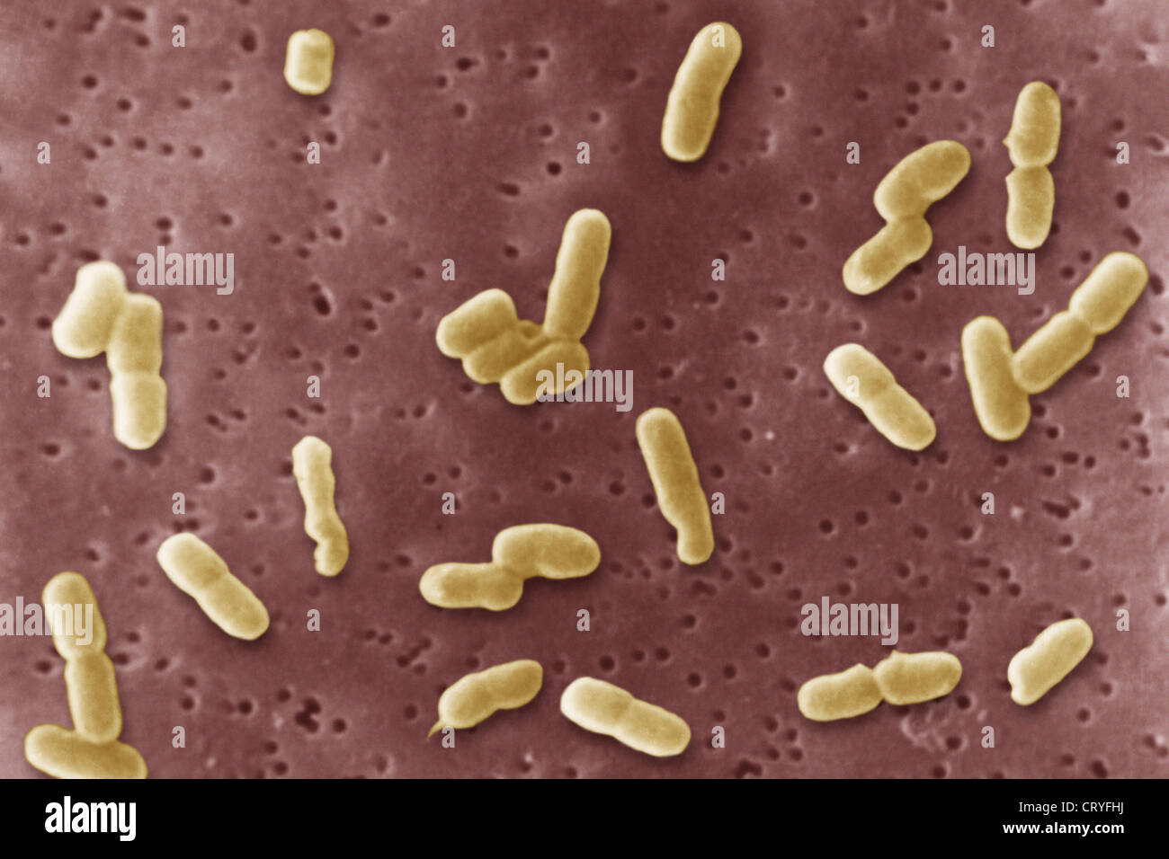 Shigella Bacteria Banque d'image et photos - Alamy