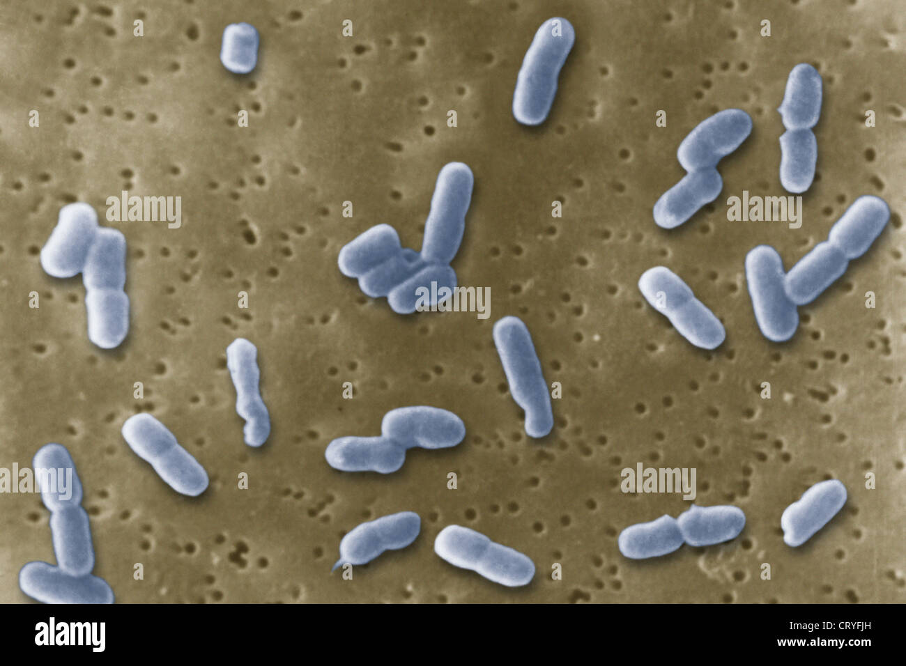 Shigella bacteria Banque de photographies et d’images à haute ...