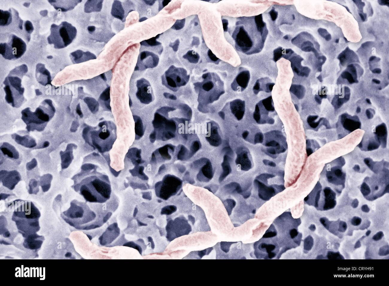 Campylobacter microscope Banque de photographies et d’images à haute ...