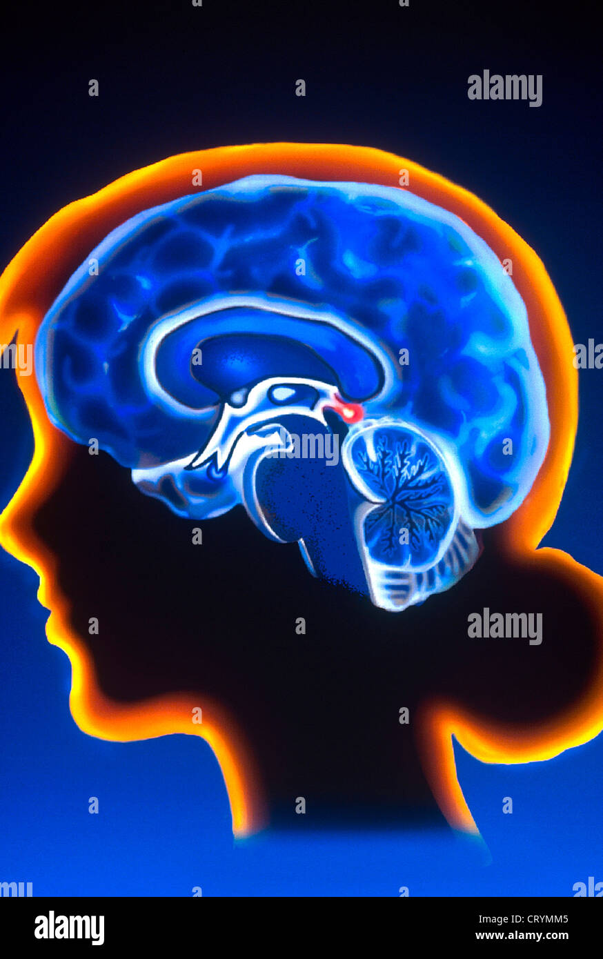 épiphyse Cerveau Banque De Photographies Et Dimages à Haute Résolution