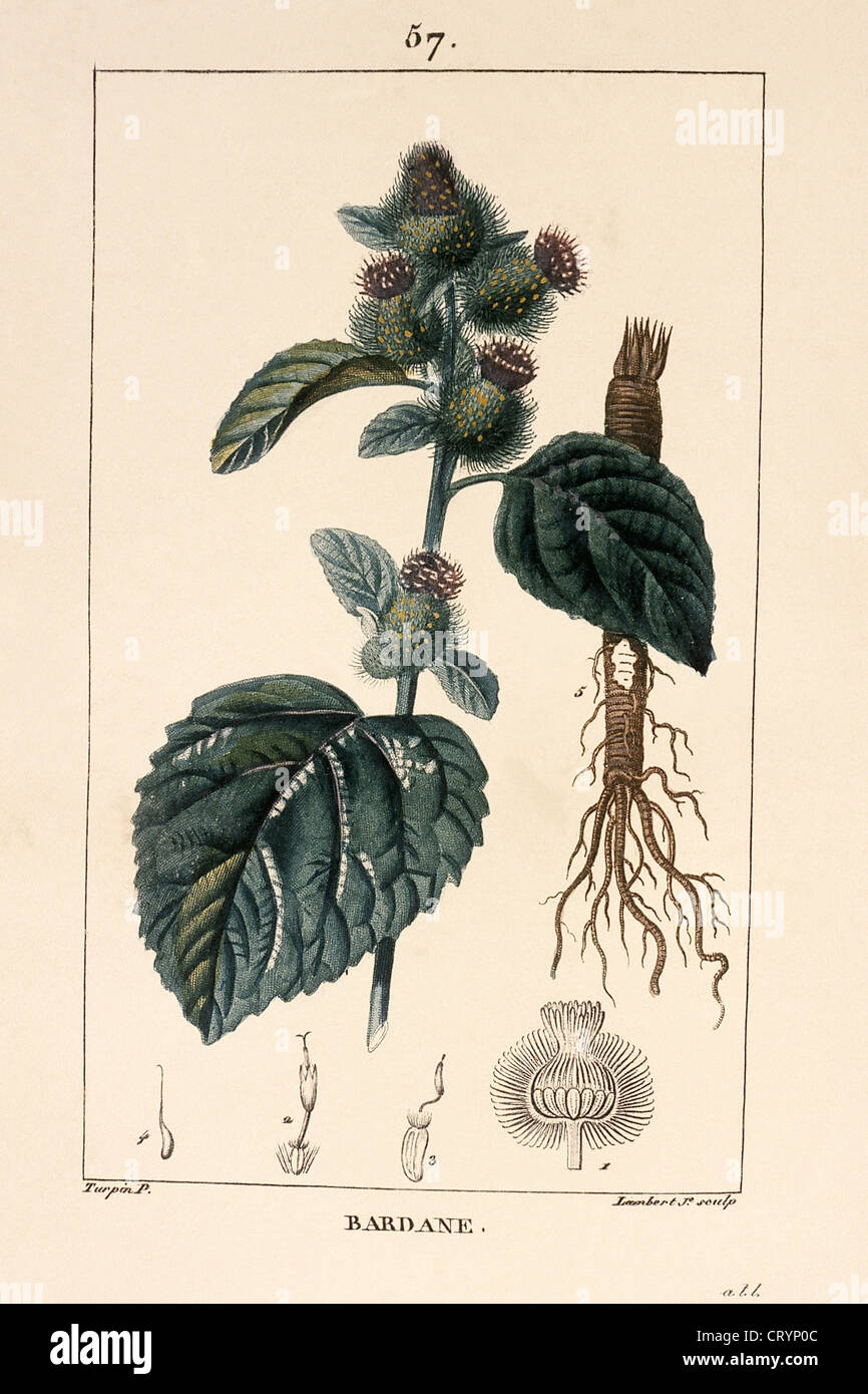 Bardane dessin Banque de photographies et d’images à haute résolution ...