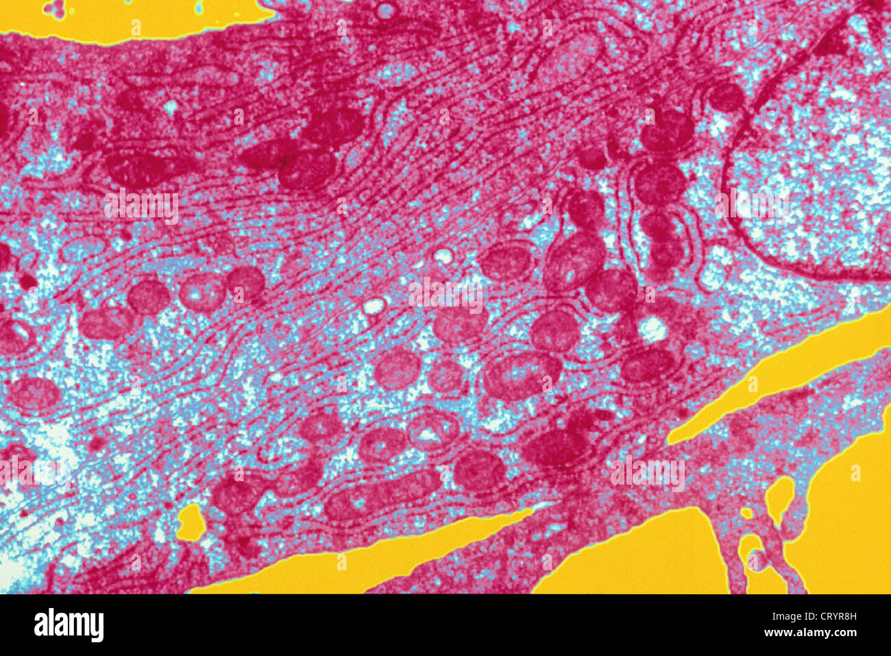 Coupe histologique fibroblaste Banque de photographies et d’images à ...
