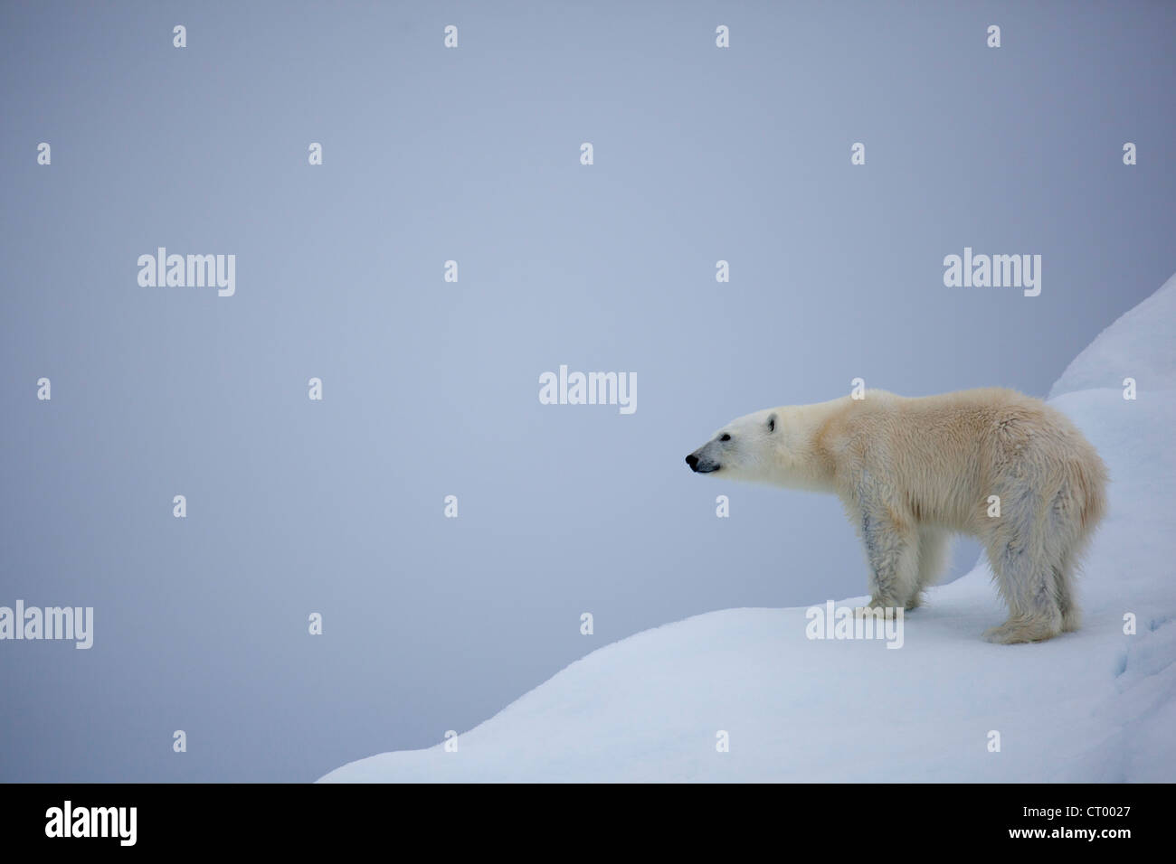 Solitary polar bear on iceberg Banque de photographies et d’images à ...