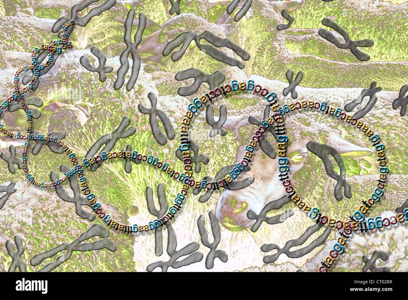 Clonage de moutons Banque de photographies et d’images à haute ...