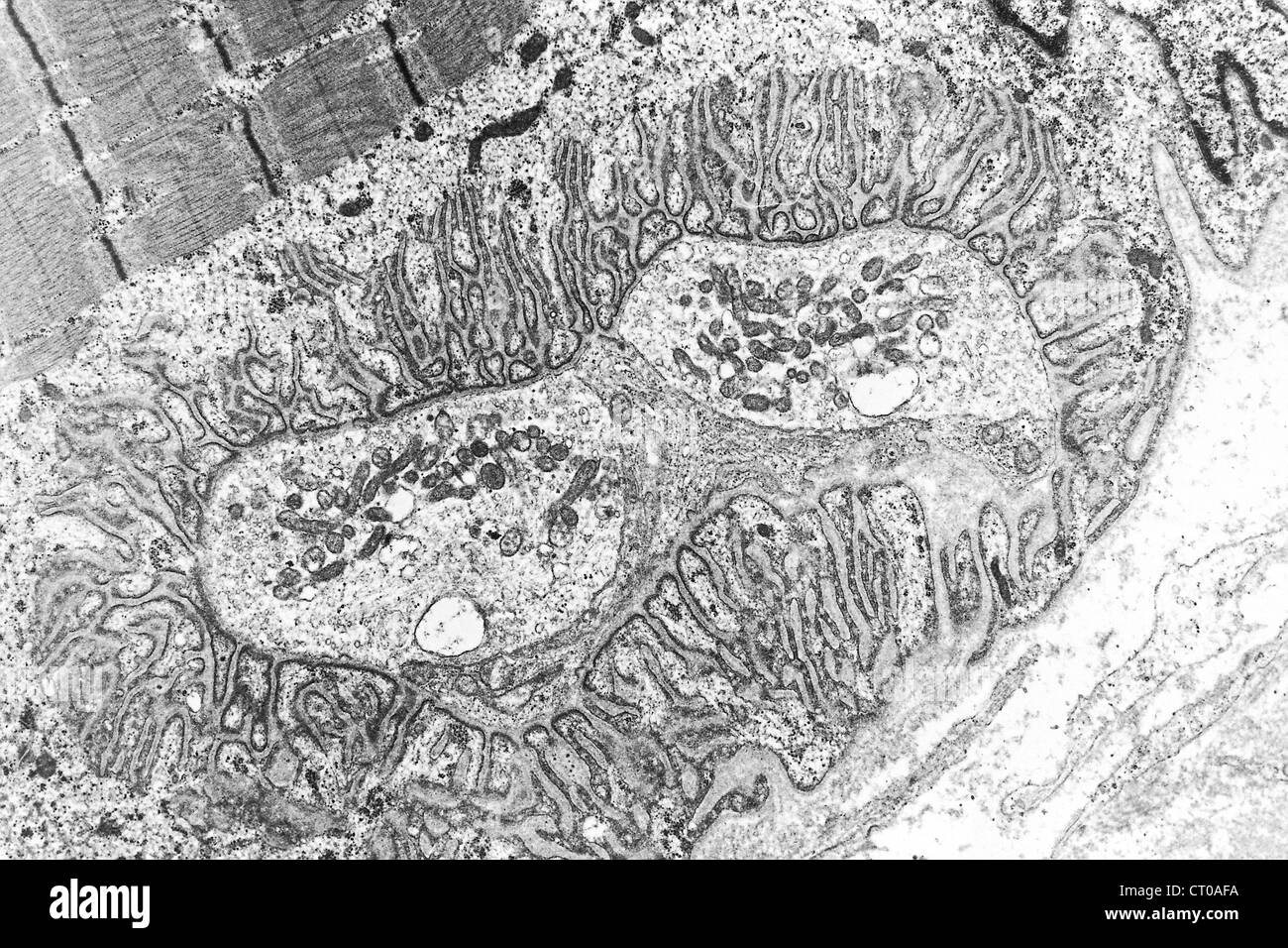 Jonction neuromusculaire Banque de photographies et d’images à haute ...