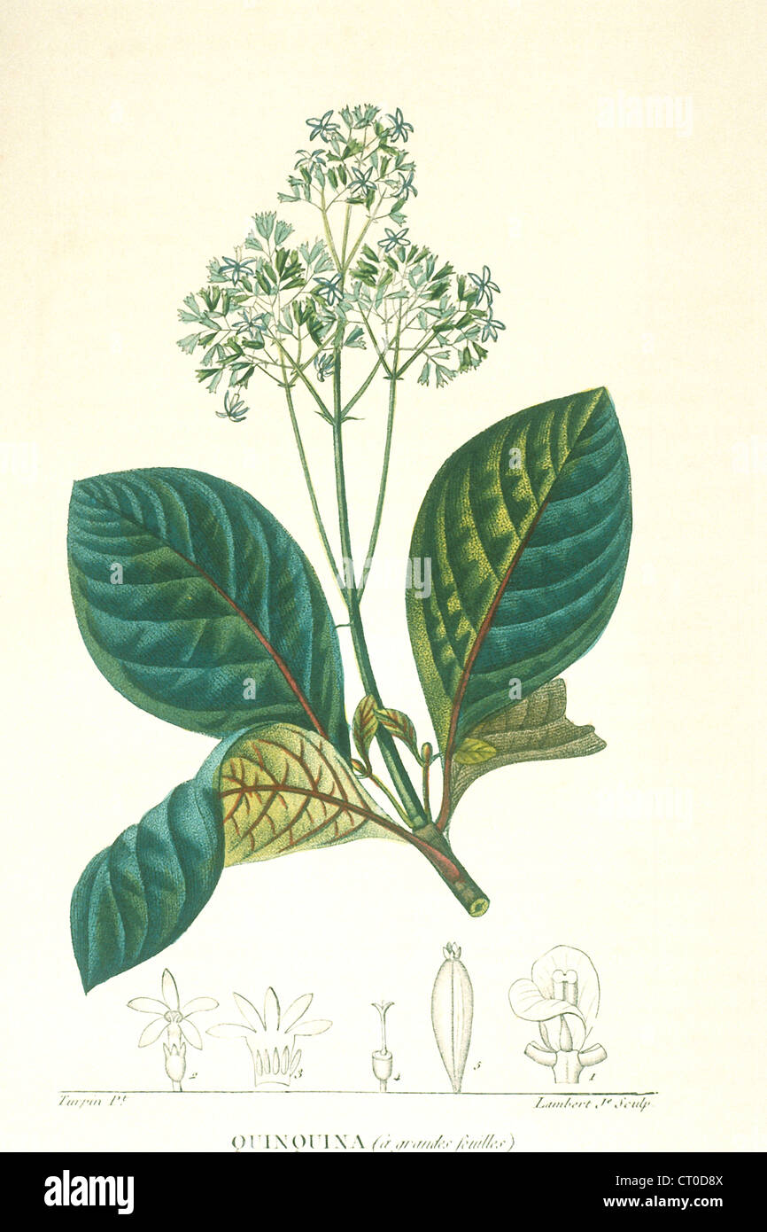 Plante de quinquina Banque de photographies et d’images à haute ...