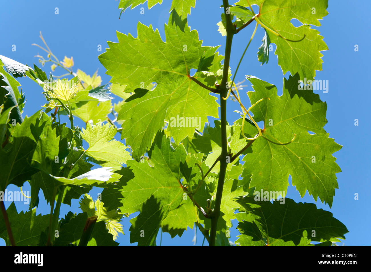 Raisin feuille Banque de photographies et d’images à haute résolution ...