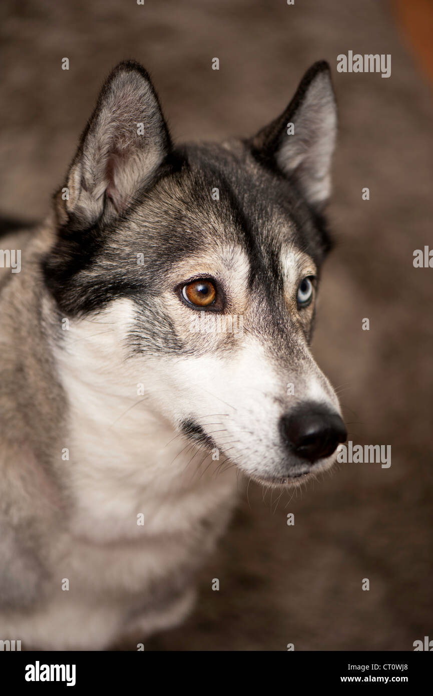 Husky aux yeux marron et bleu Banque de photographies et d’images à ...