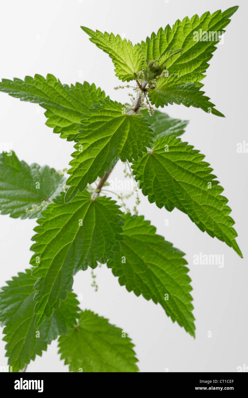 Ortie urtica sp Banque de photographies et d’images à haute résolution ...