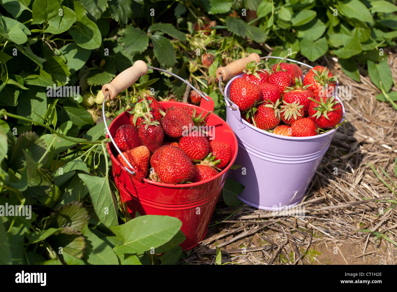 Fraises fraîches cueillies soi dans deux seaux sur un champ de fraises ...