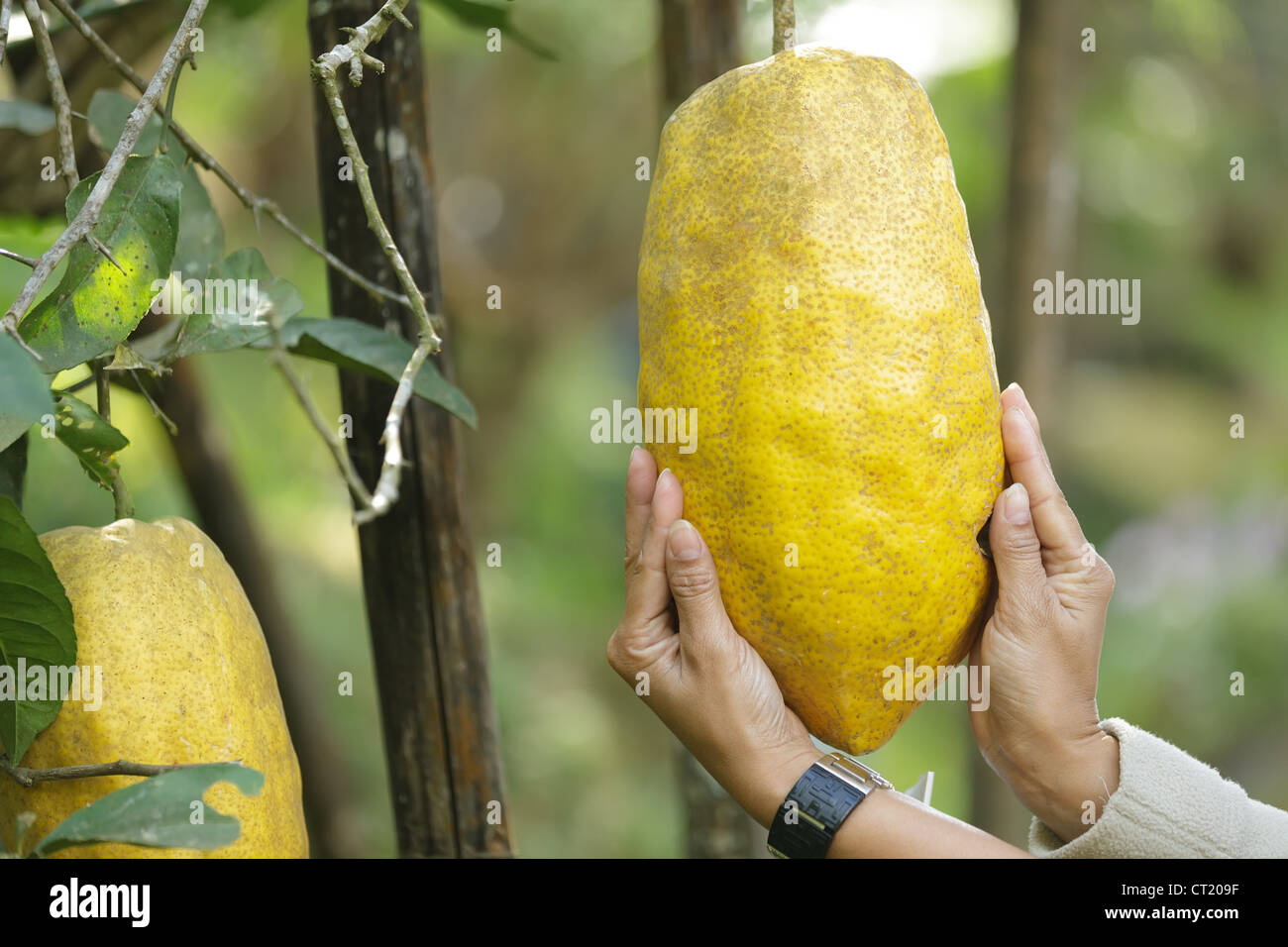Fruit jaune géant Banque de photographies et d’images à haute ...