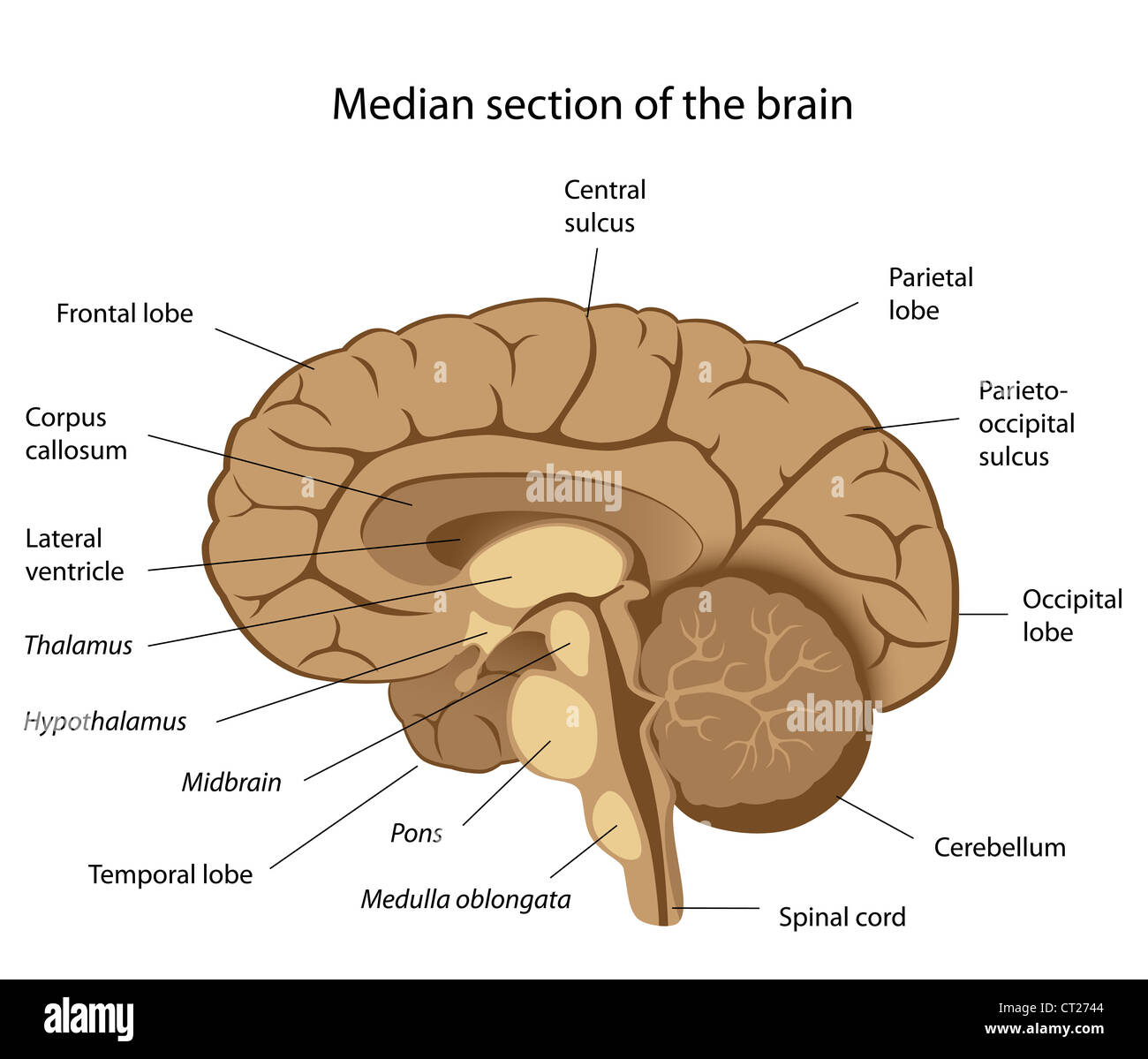 L'anatomie du cerveau humain Photo Stock - Alamy