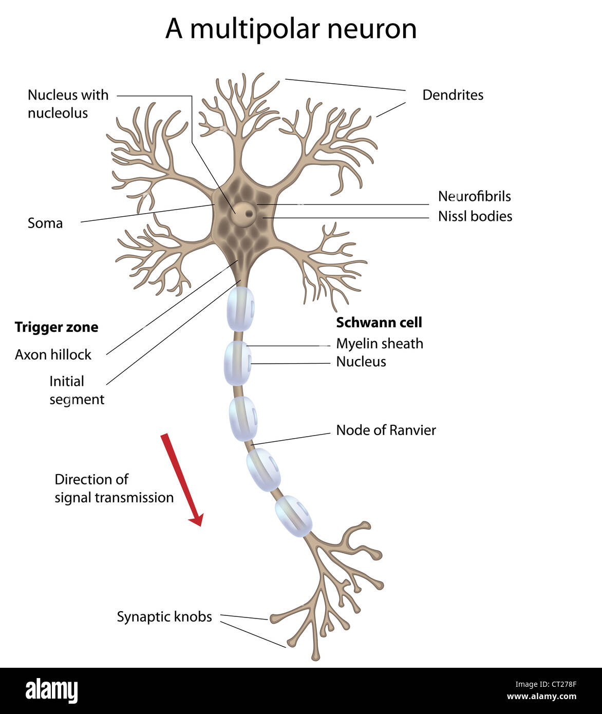 Neurone schéma Banque de photographies et d’images à haute résolution ...