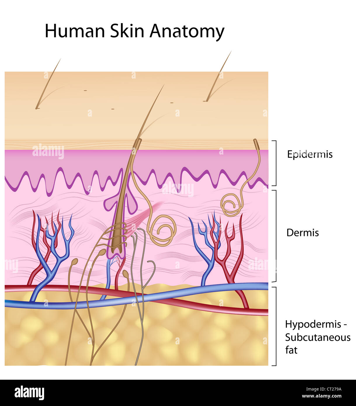Anatomie de la peau humaine Photo Stock - Alamy