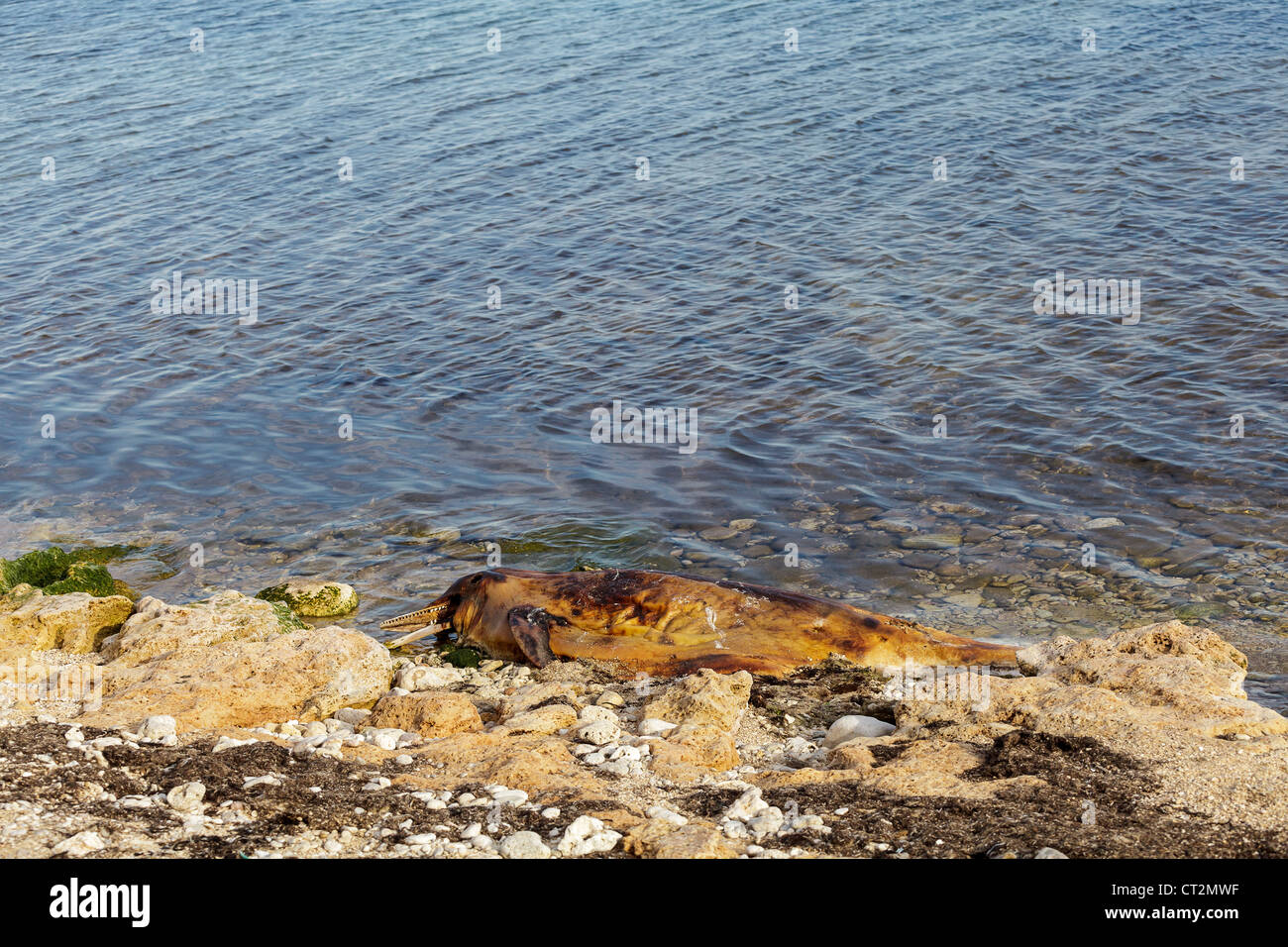 Corps Animal Mort Banque d'image et photos - Alamy