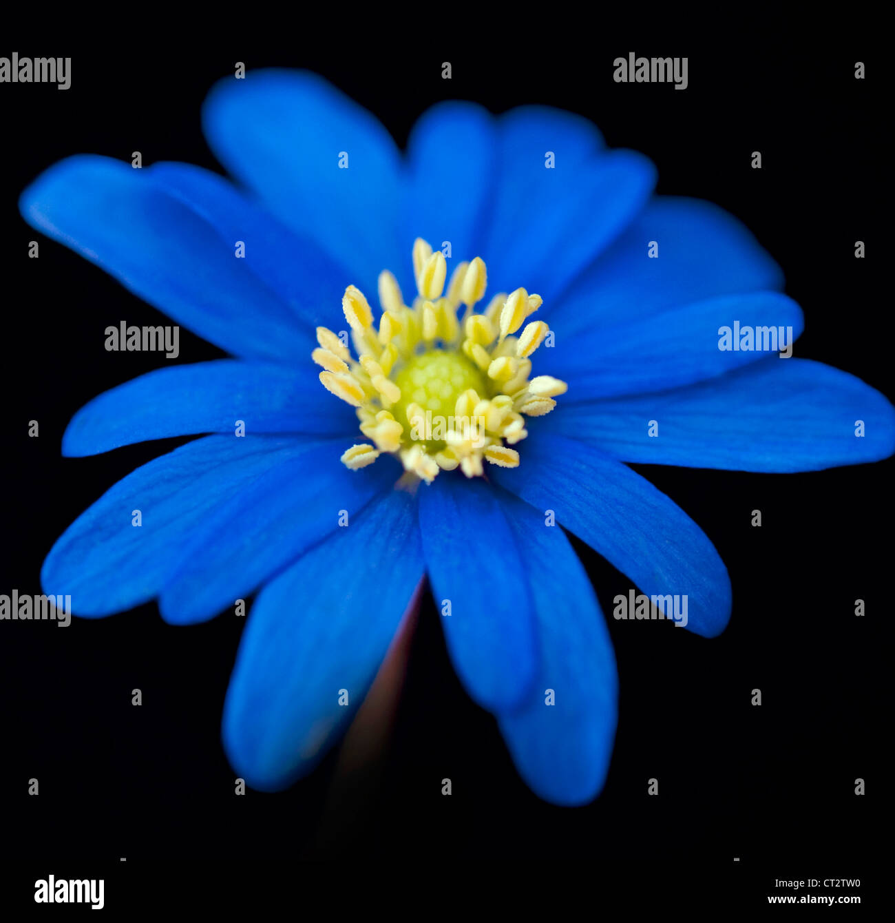 Fleur bleue Banque de photographies et d’images à haute résolution - Alamy