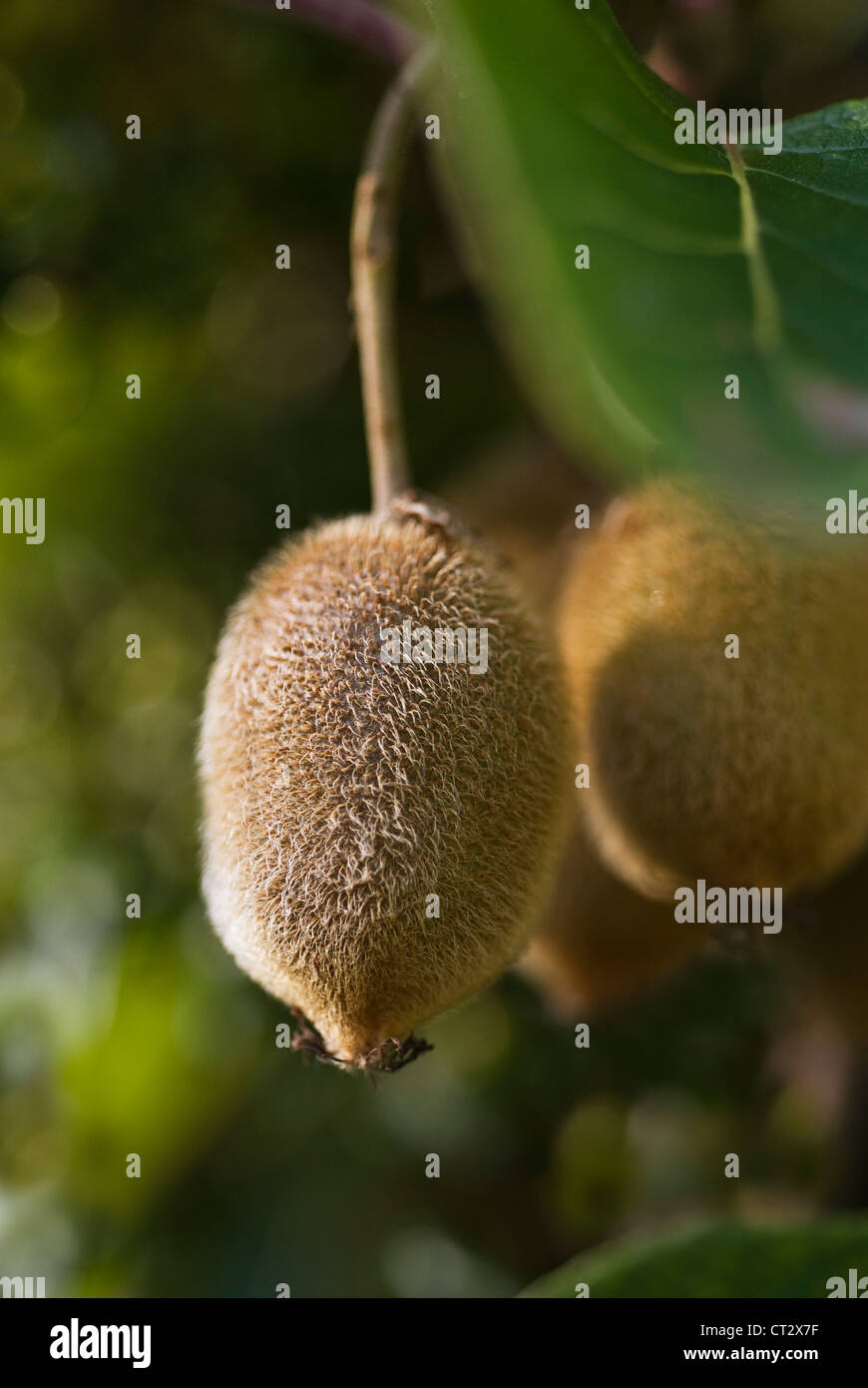 Actinidia chinensis Banque de photographies et d’images à haute ...