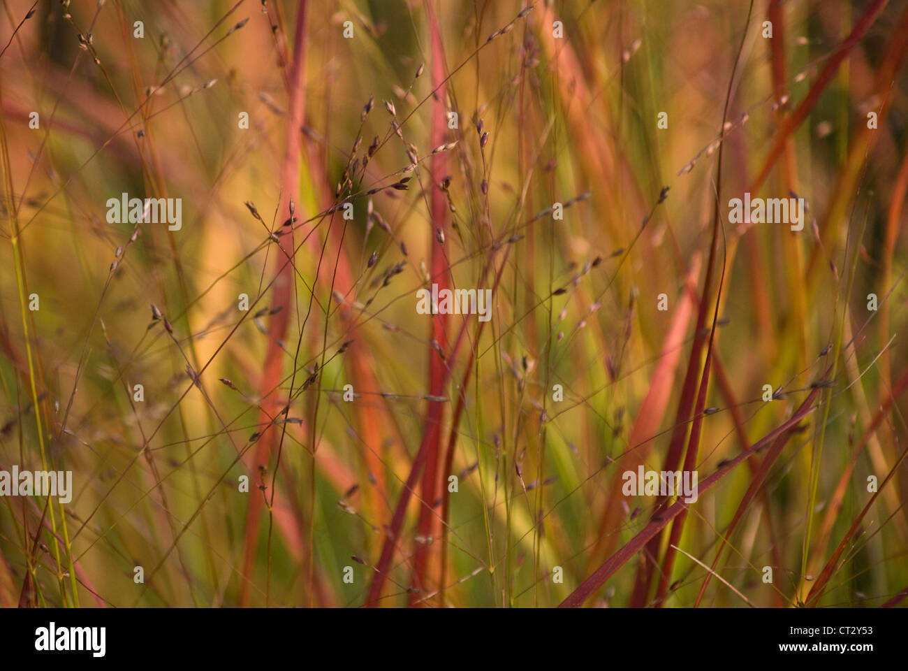 Imperata rubra Banque de photographies et d’images à haute résolution ...