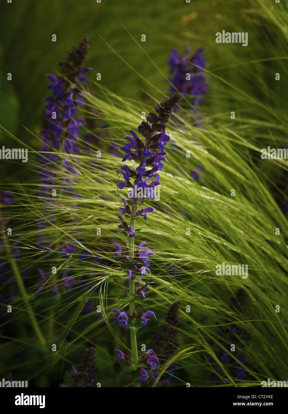 Grandes fleurs de salvia Banque de photographies et d’images à haute ...