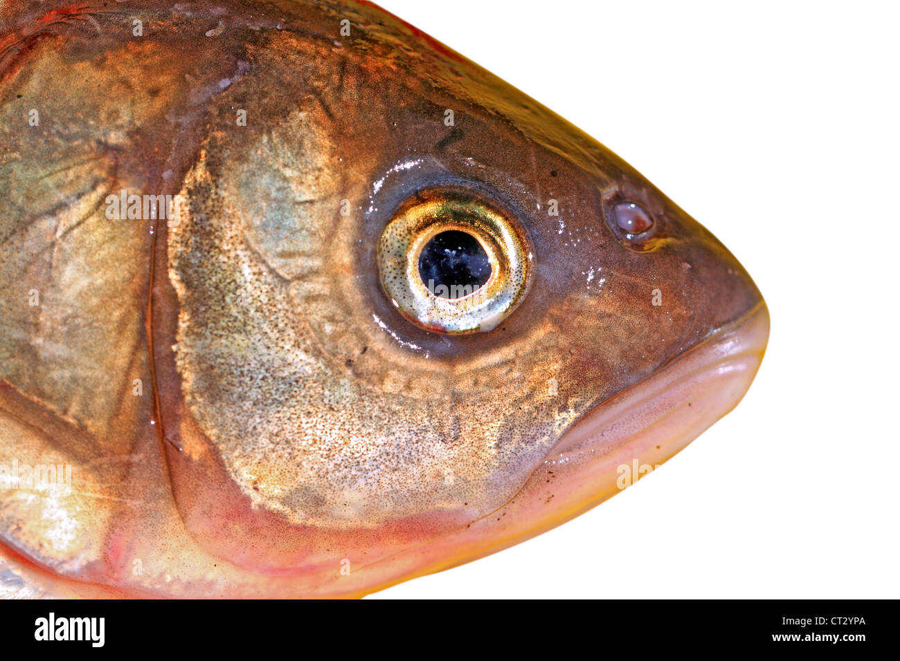 Poisson puant Banque de photographies et d’images à haute résolution ...