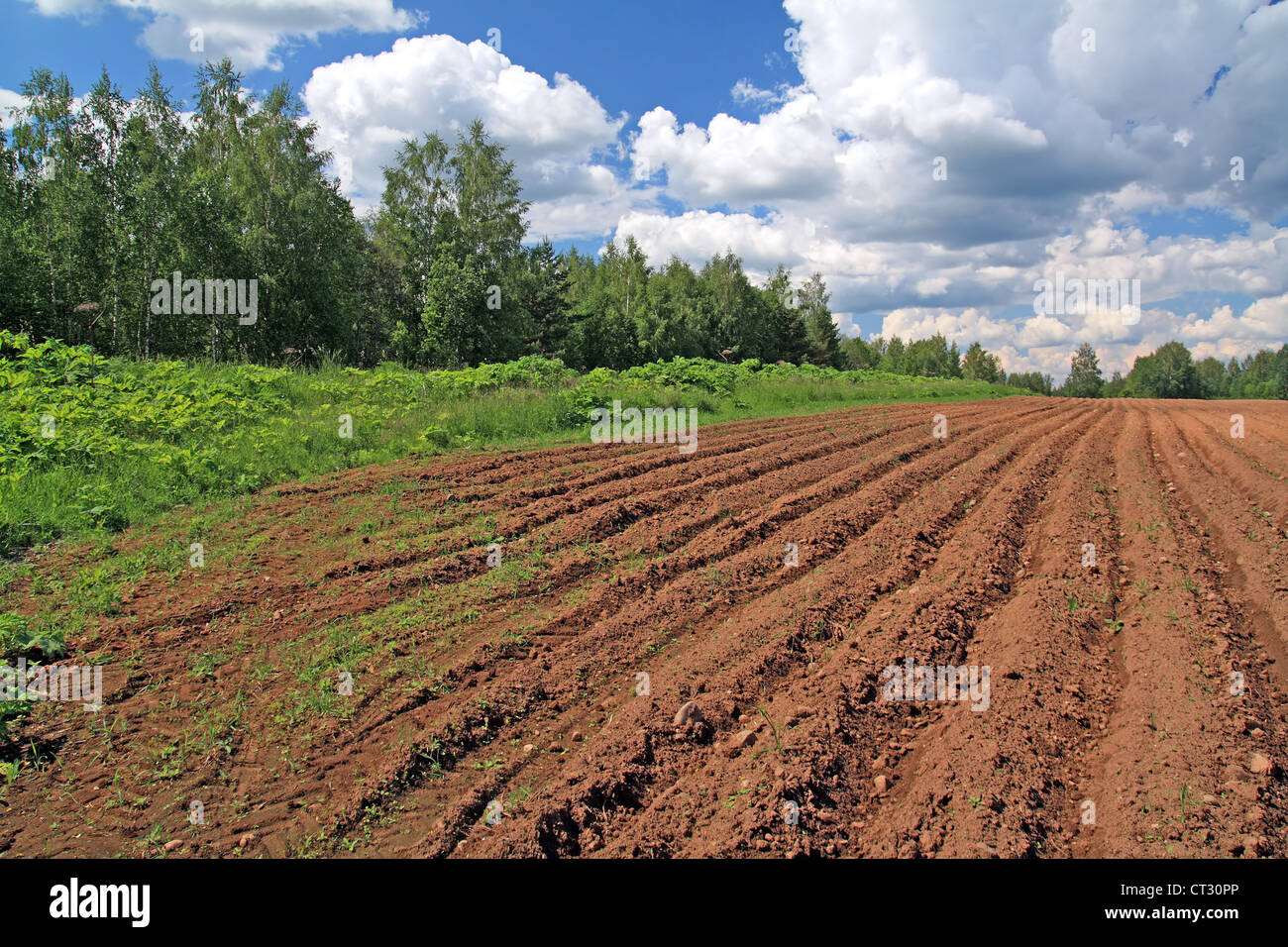 Ligne de champ de plantation Banque de photographies et d’images à ...