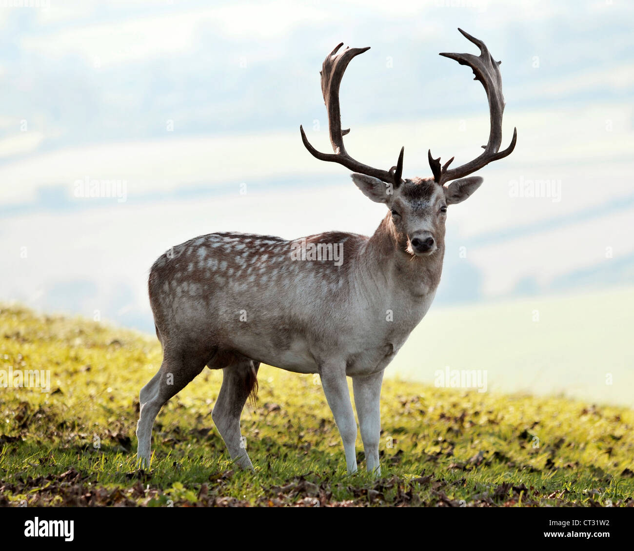 Cerf angleterre Banque de photographies et d’images à haute résolution ...