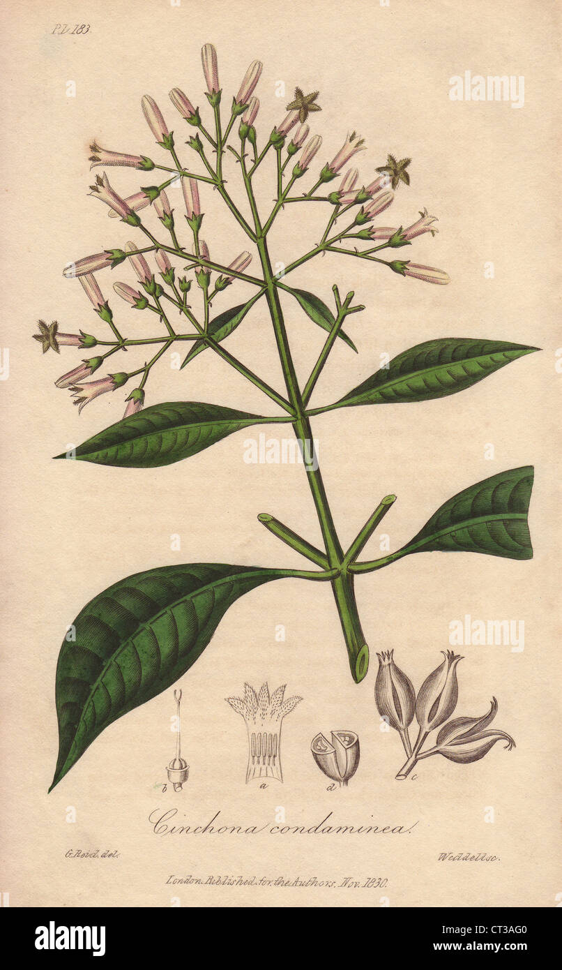 Quinquina officinalis Banque de photographies et d’images à haute ...