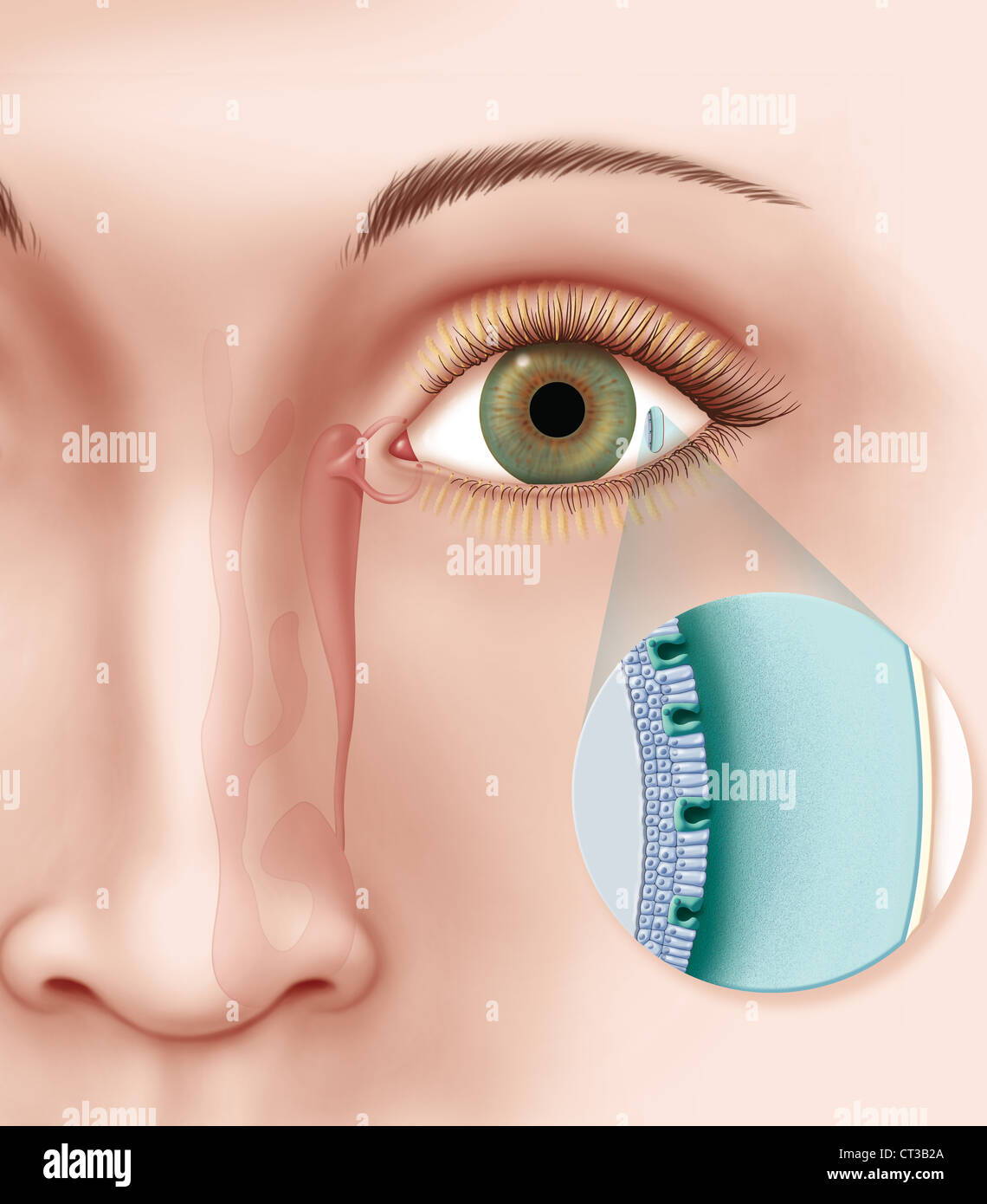 Canal lacrymal Banque de photographies et d’images à haute résolution ...