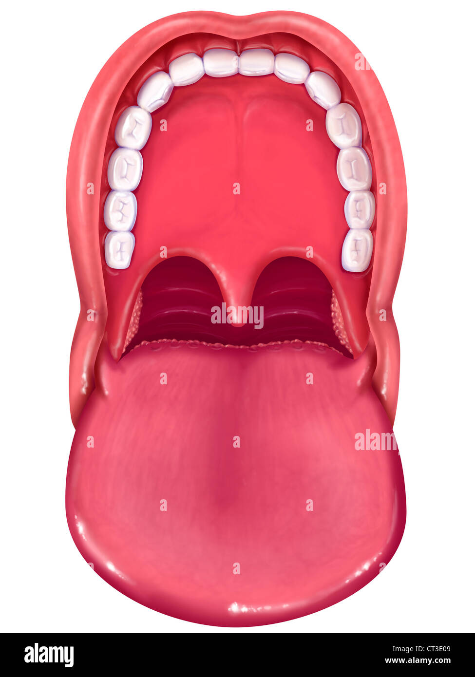 Amígdalas sanas Banque de photographies et d’images à haute résolution ...